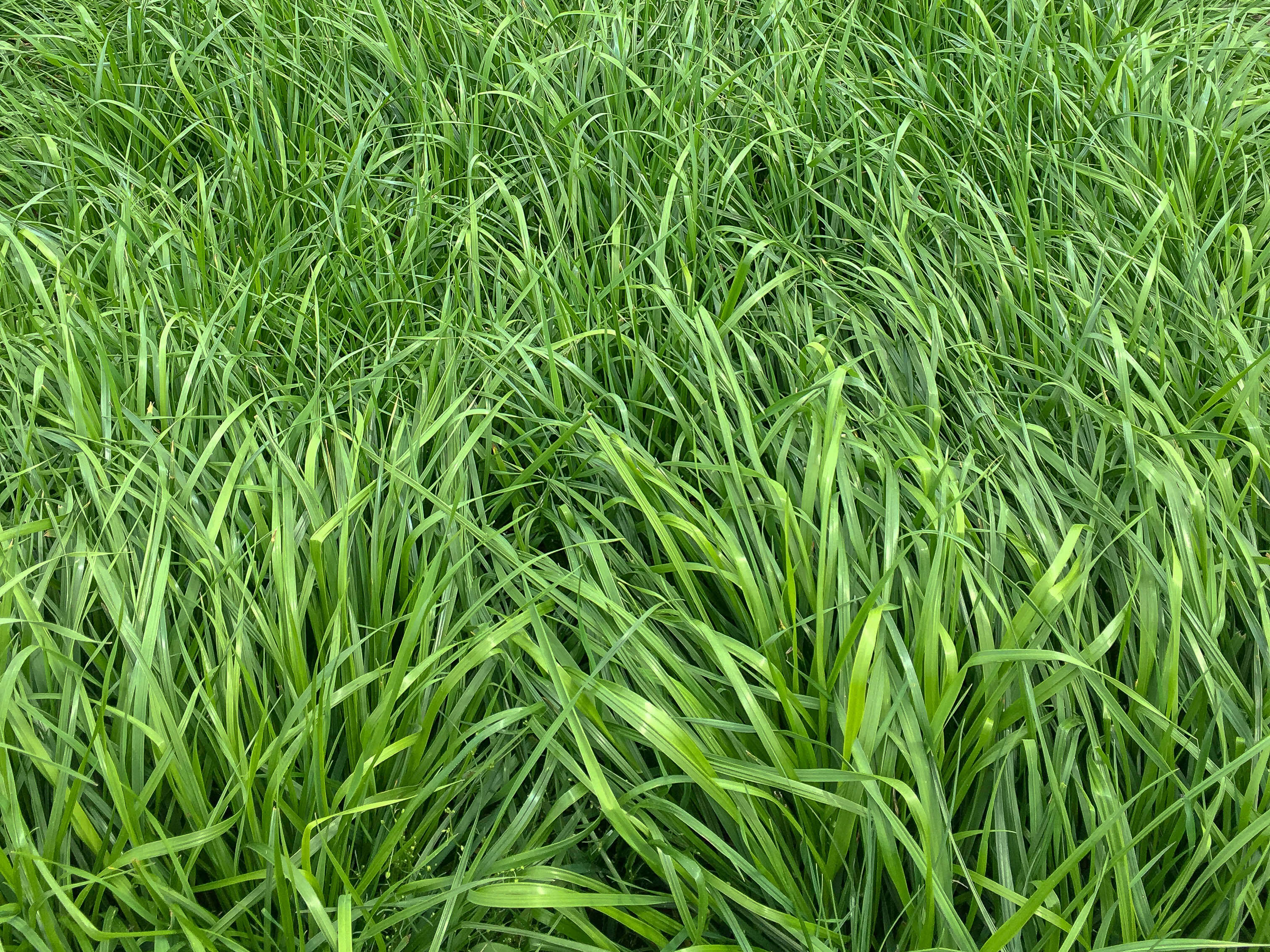 Meroa | Tetraploid Italian Ryegrass