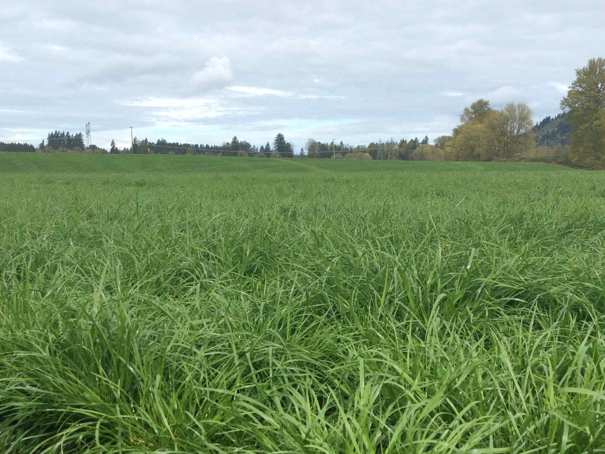 PayDay | Tetraploid Perennial Ryegrass