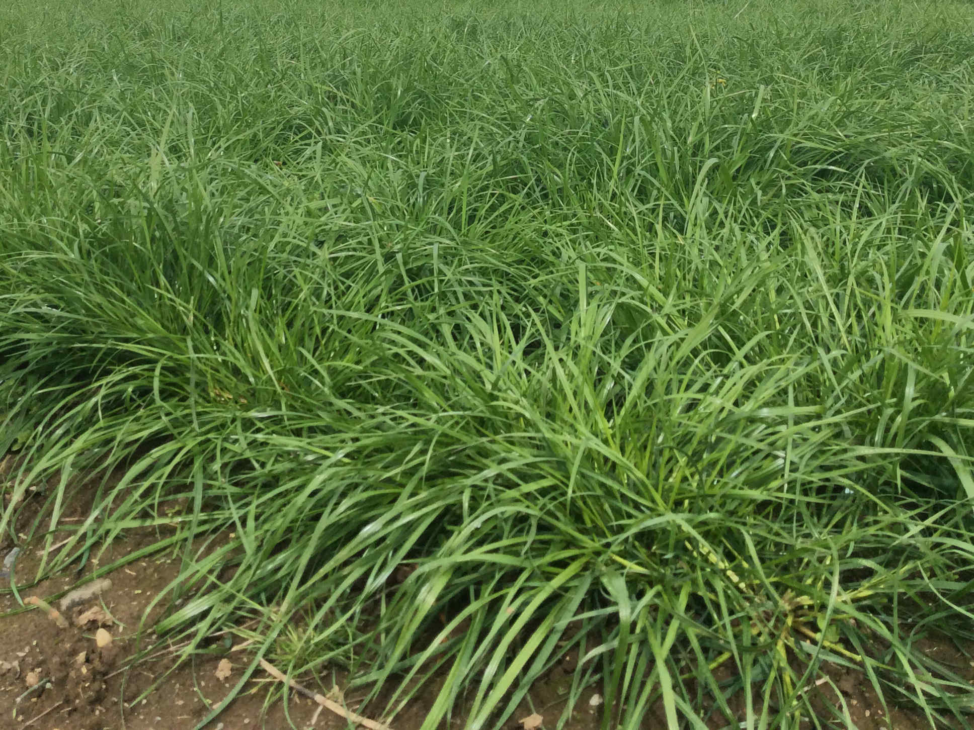 PayDay | Tetraploid Perennial Ryegrass