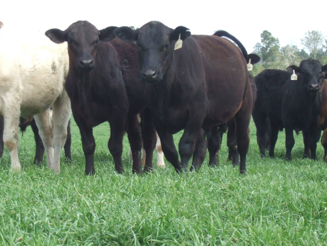 Tetraploid Annual Ryegrass