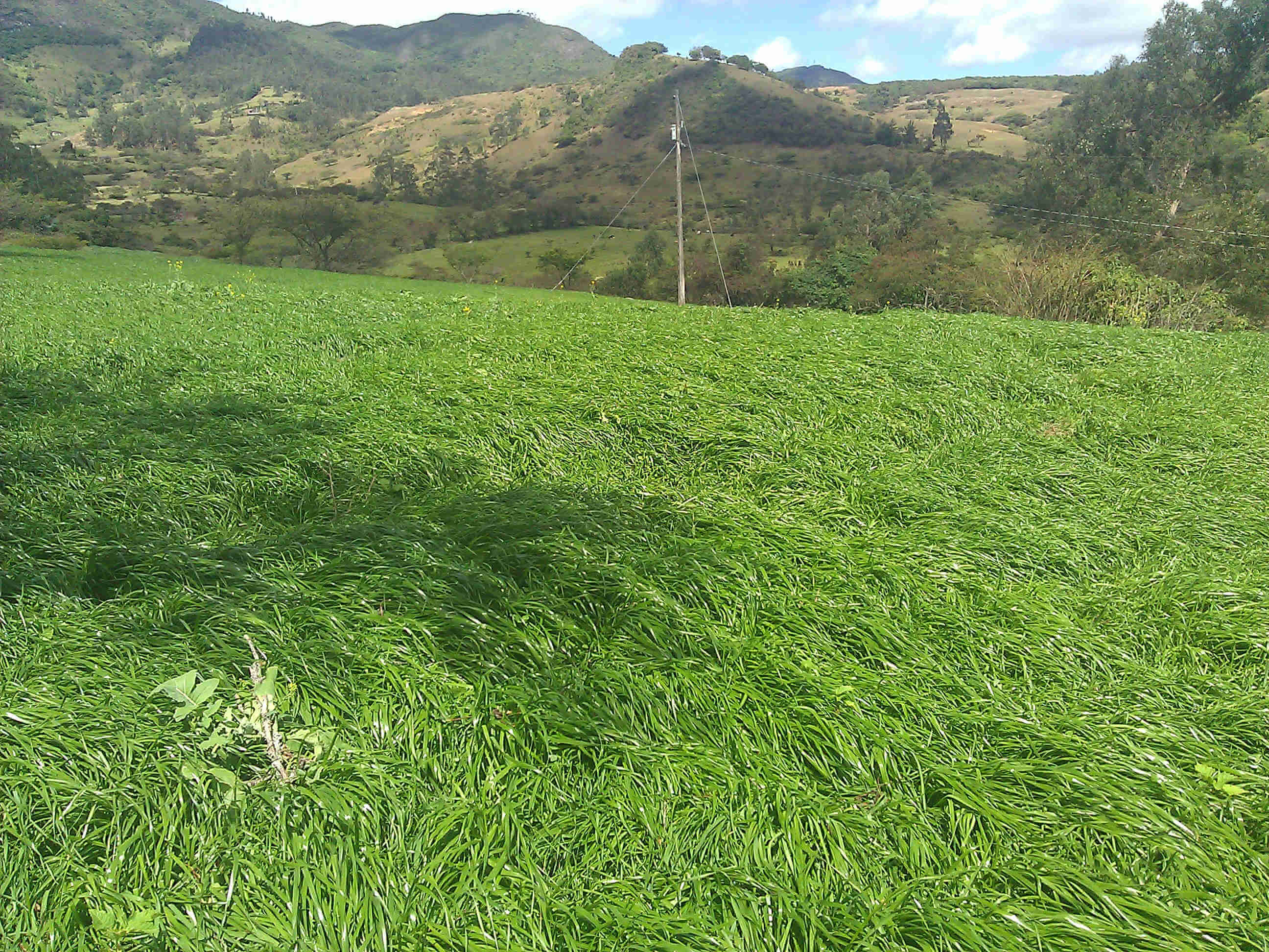 Tetraploid Annual Ryegrass