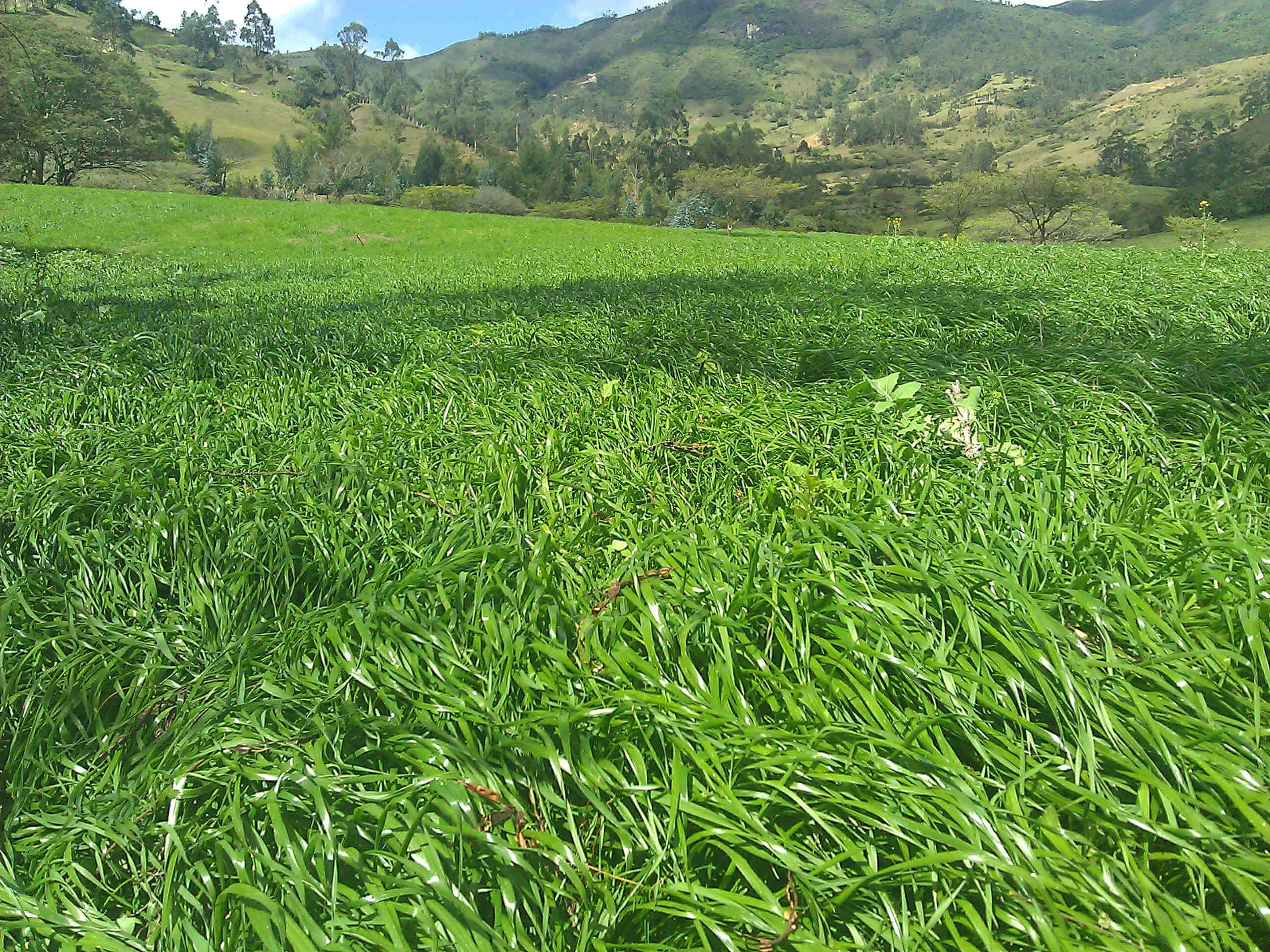 Tetraploid Annual Ryegrass