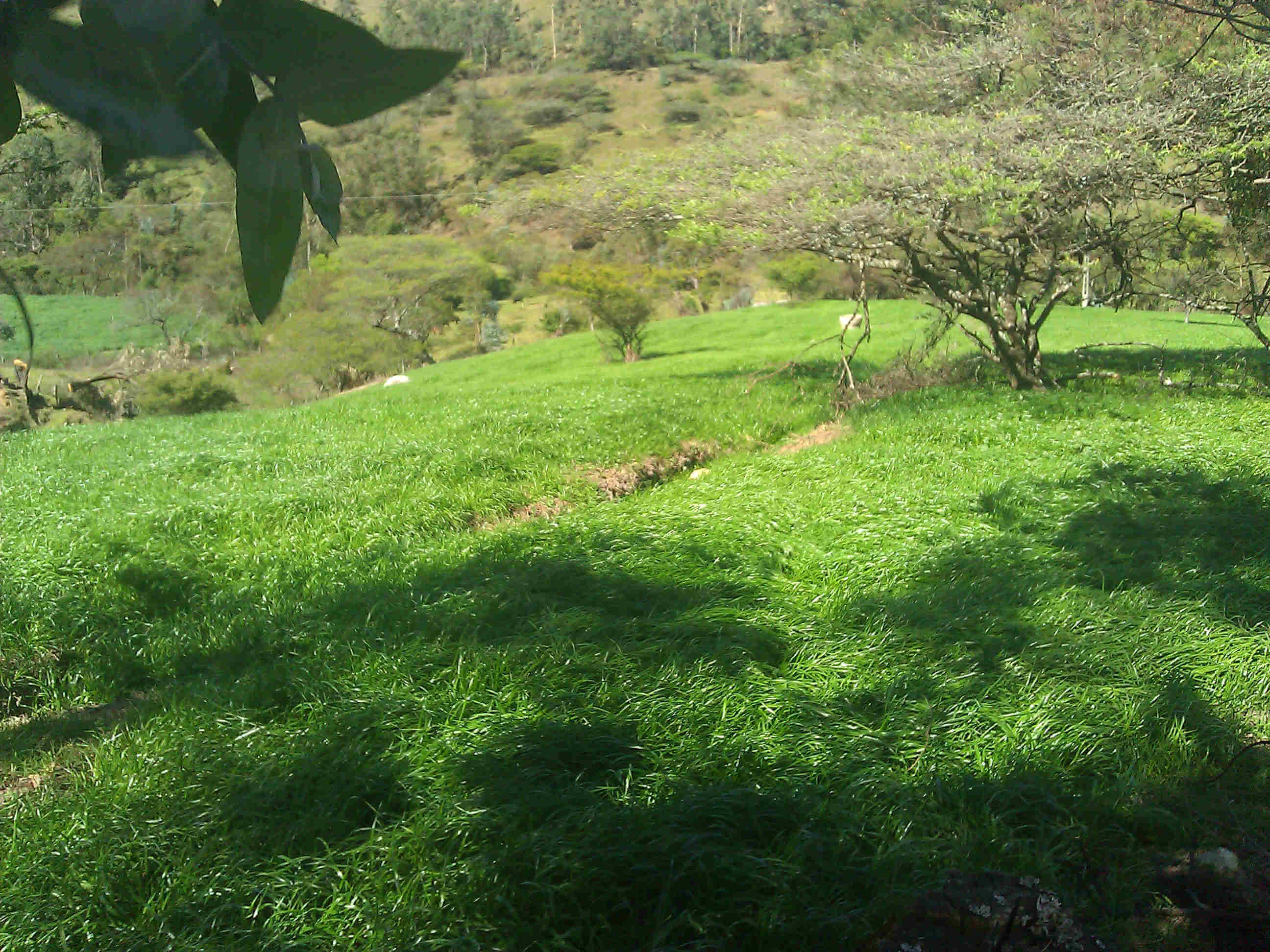 Tetraploid Annual Ryegrass