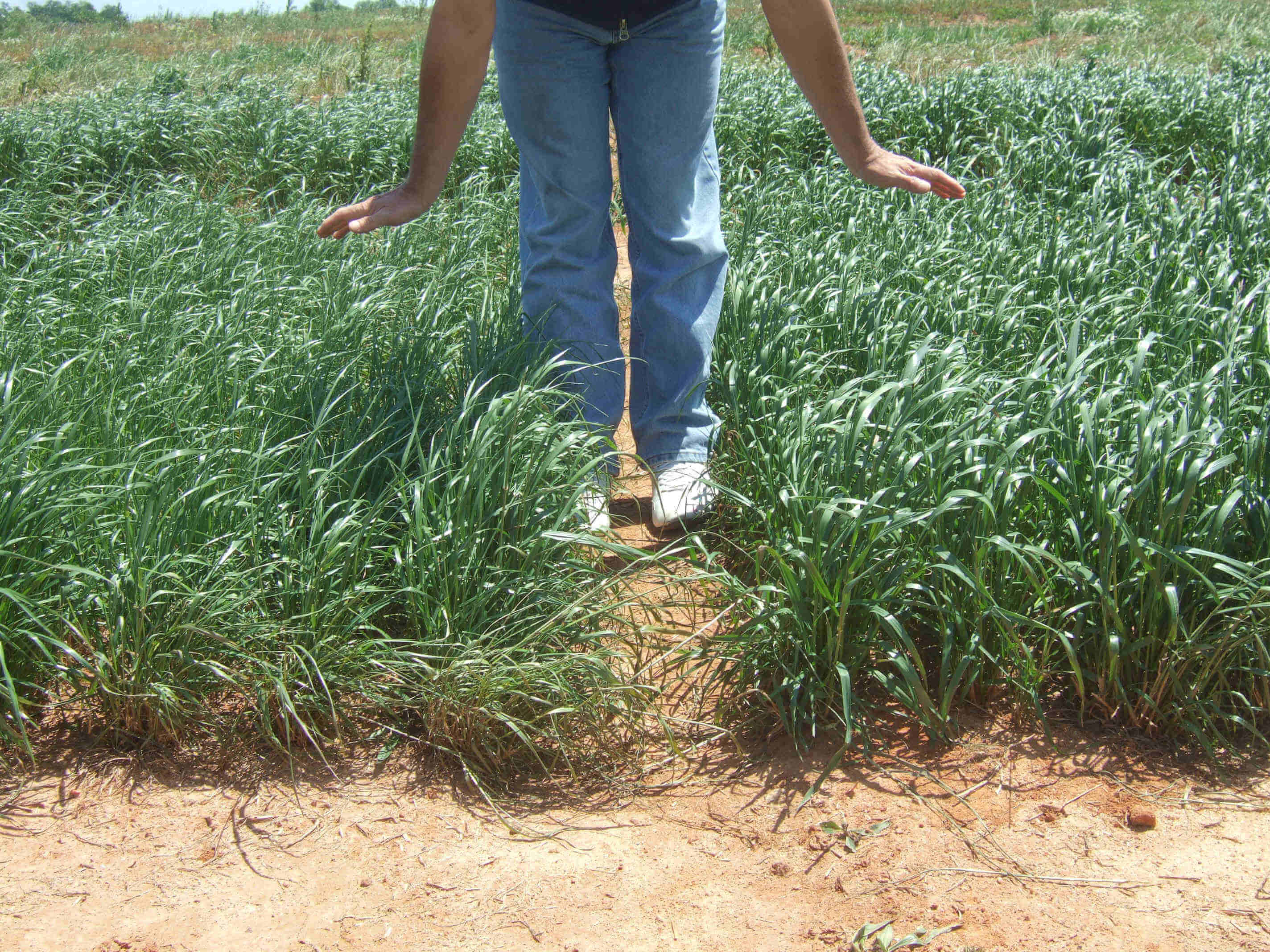 Tetraploid Annual Ryegrass