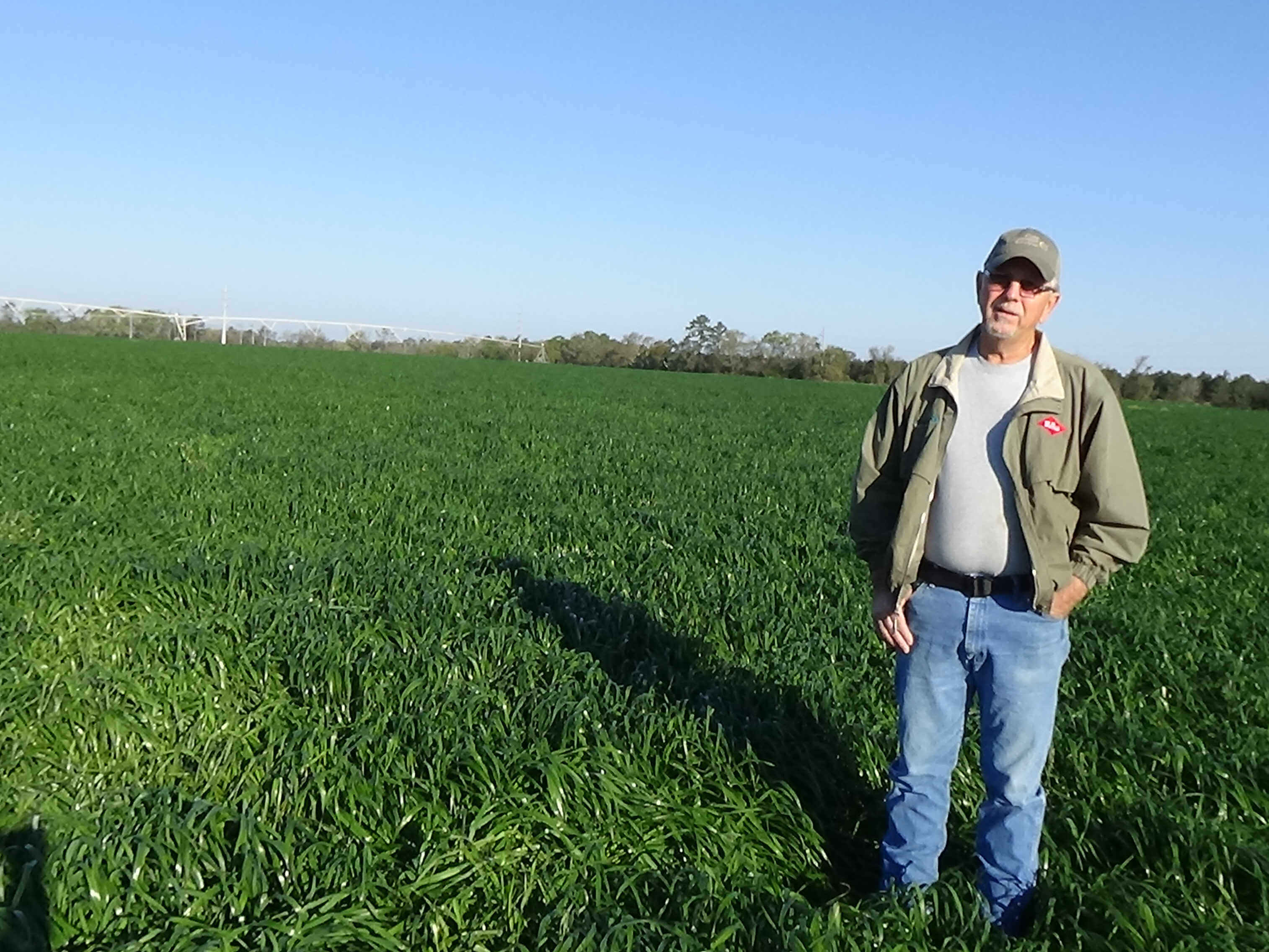 Tetraploid Annual Ryegrass