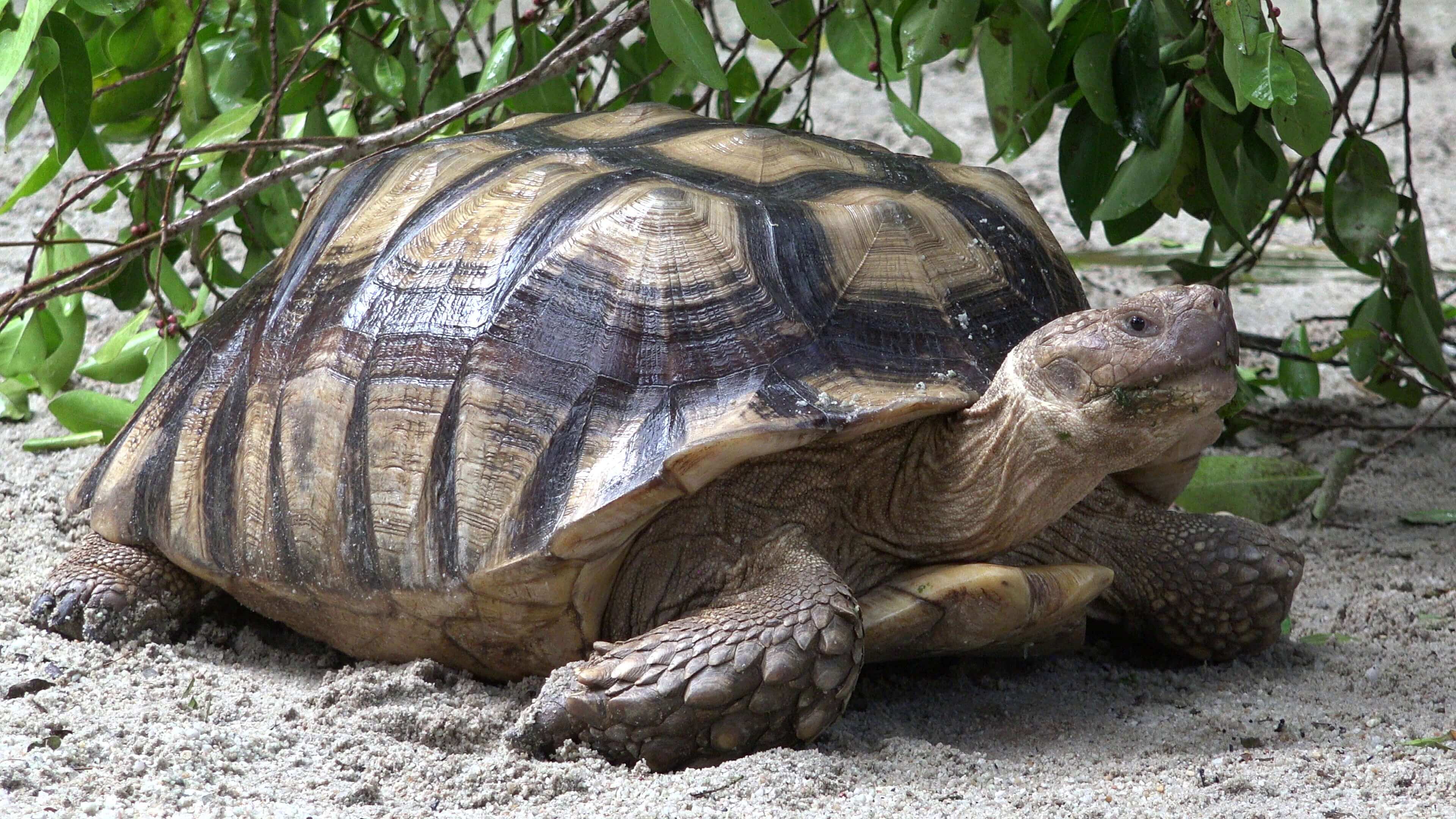 JungleZoo | Zoo med over 50 forskellige dyr