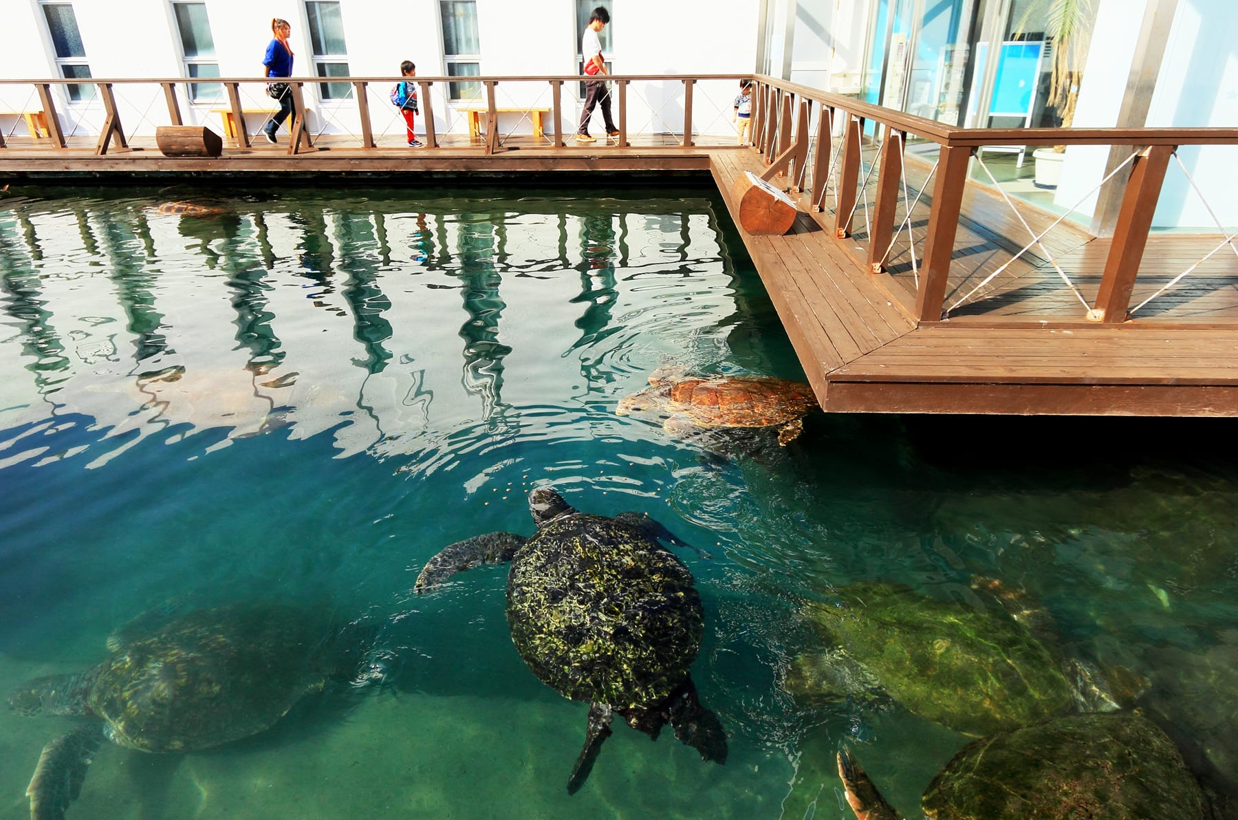 Explore Kushimoto Marine Park’s Coral Reef Communities | National Parks ...
