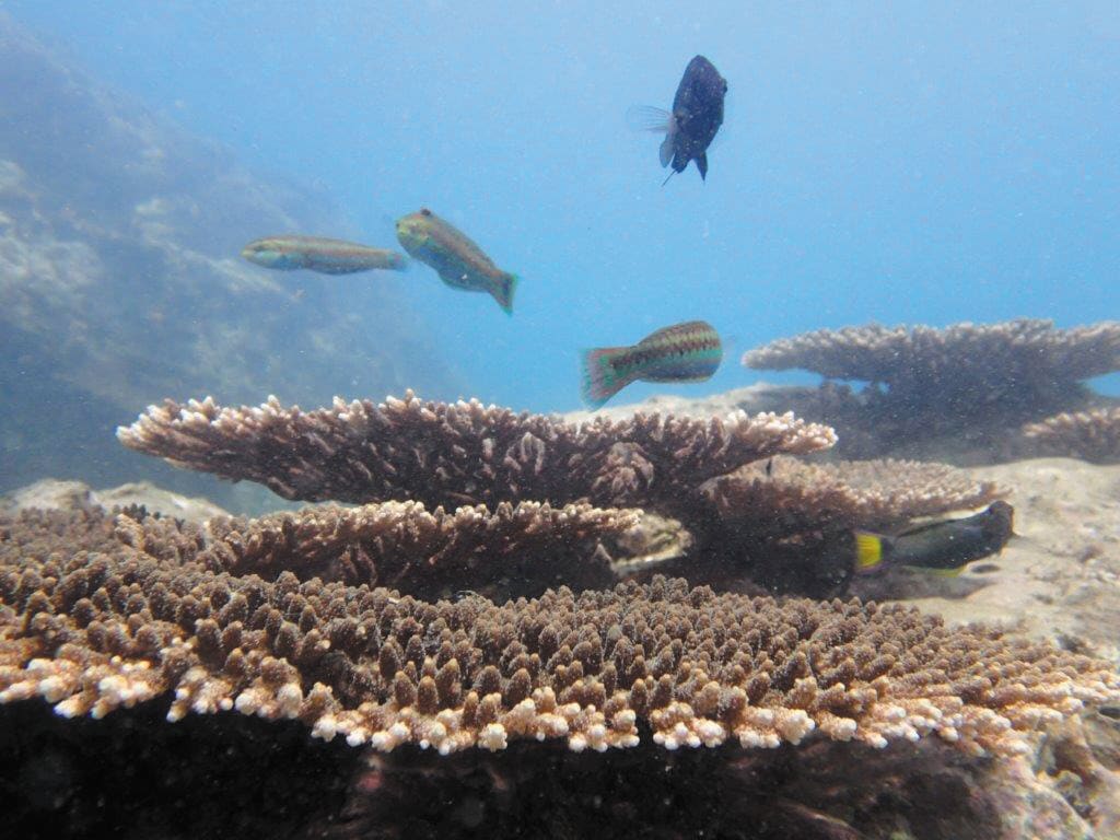 A Sea Kayak and Snorkeling Tour in Tatsukushi Bay | National Parks of Japan