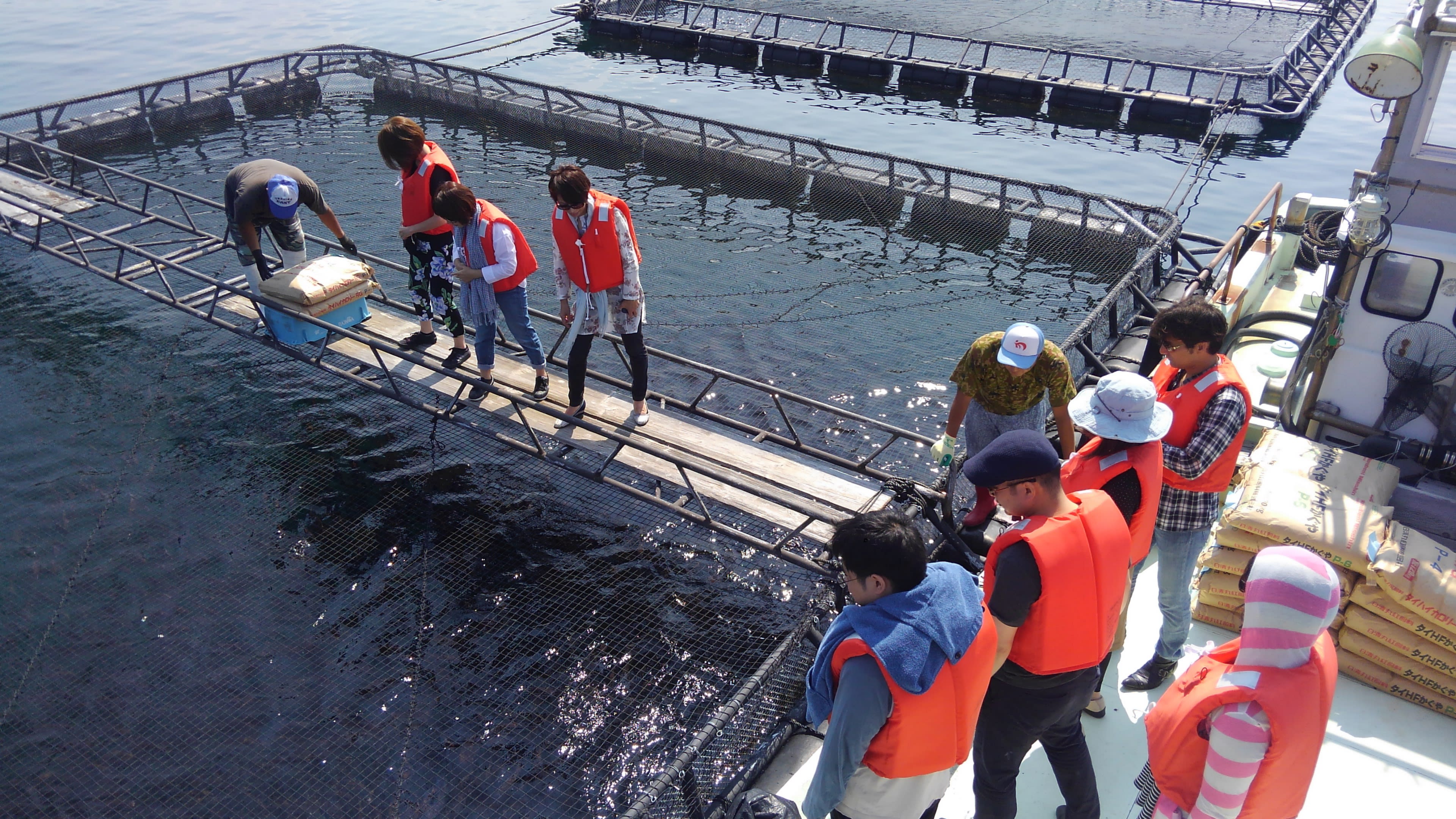 Feed Japanese Sea Bream from a Fishing Boat | National Parks of Japan