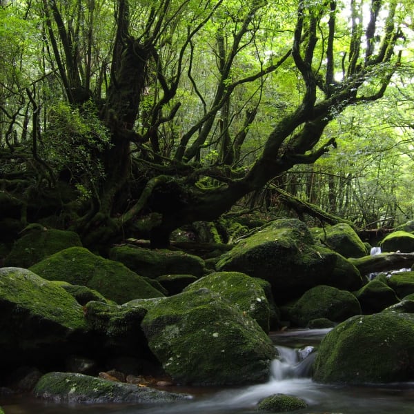 Recommended Spring Experiences in Japan｜Unveiling a New Japan ...