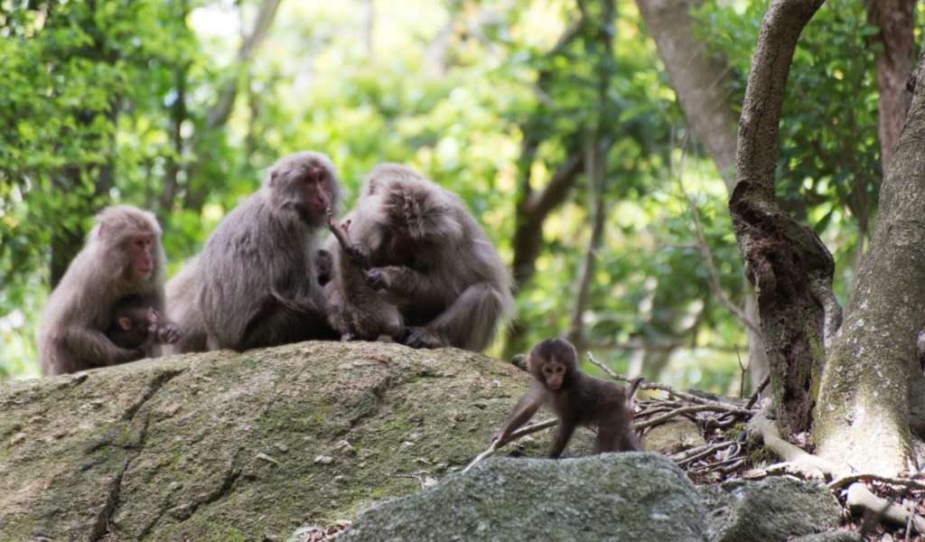Insider’s Guide to Japan’s first UNESCO World Heritage Site