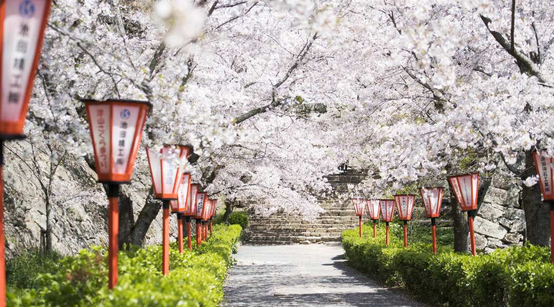 In Bloom: The best of Japan's natural beauty | Blog | Travel Japan ...