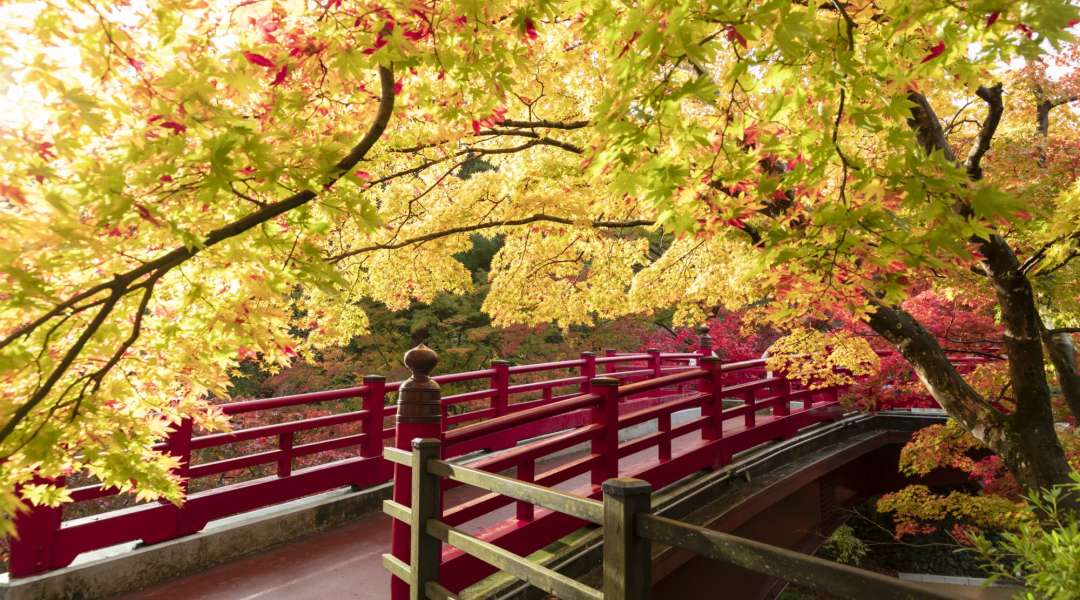 Chasing colours: Autumn leaves on a budget | Blog | Travel Japan (Japan National Tourism ...