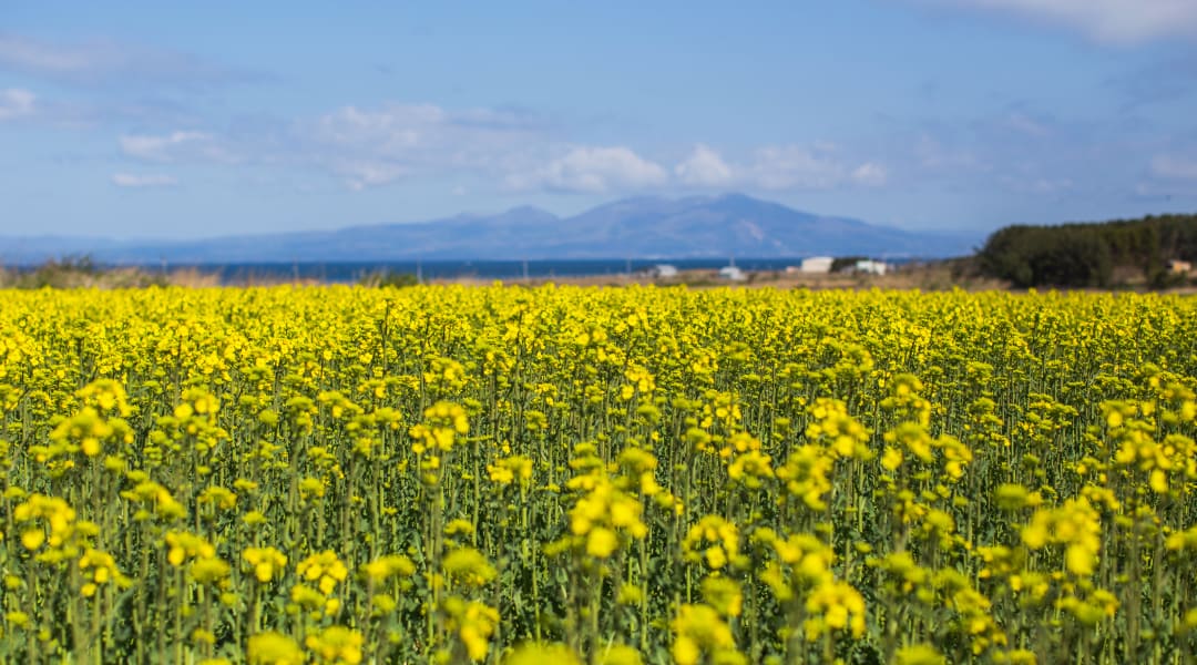 On the Glow: 9 Firefly Viewing Spots in Japan | Blog | Travel Japan ...