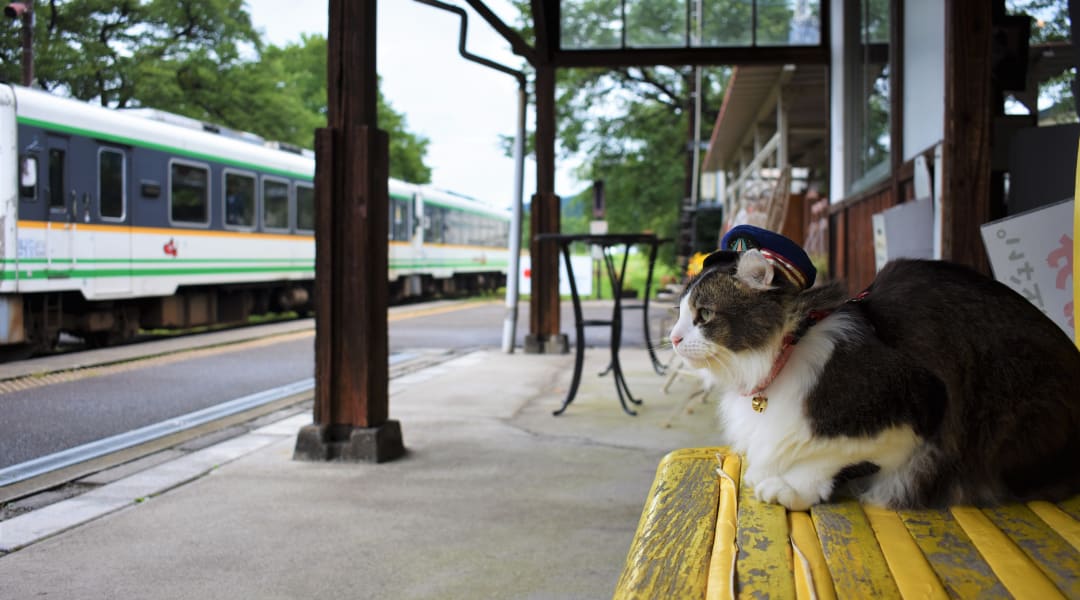 Up Close and Purr-sonal with Love, the Station Master Cat of Ashinomaki ...