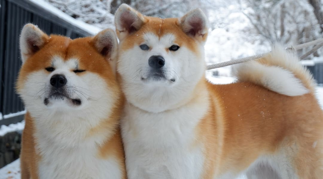 In the Footsteps of Samurai: 6 reasons to visit Kakunodate | Blog ...