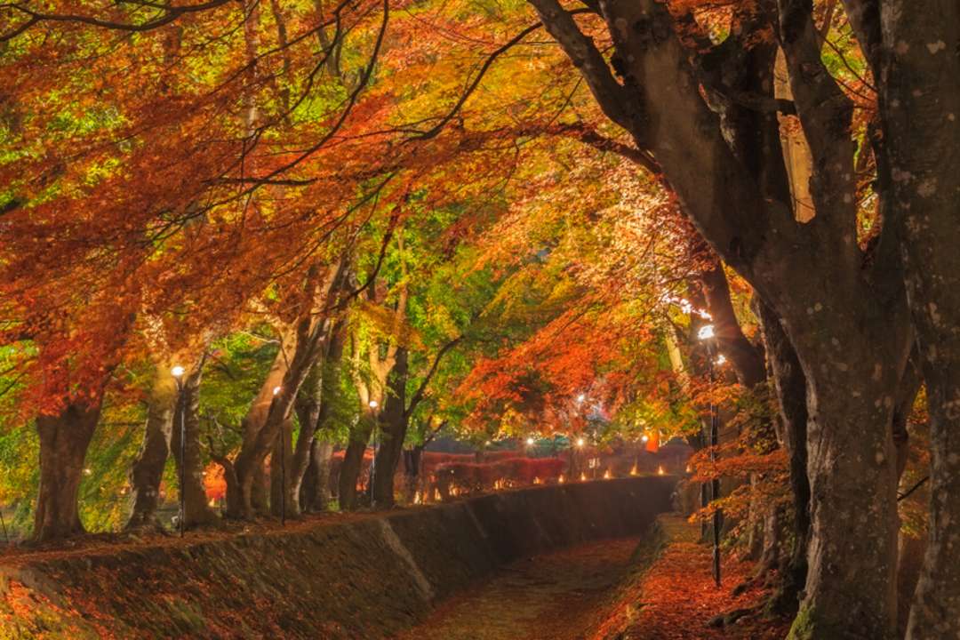 9 spectacular places to see autumn leaves in Japan