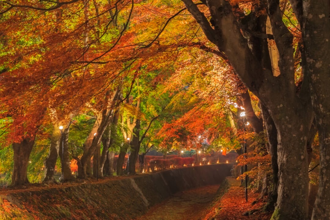 9 spectacular places to see autumn leaves in Japan