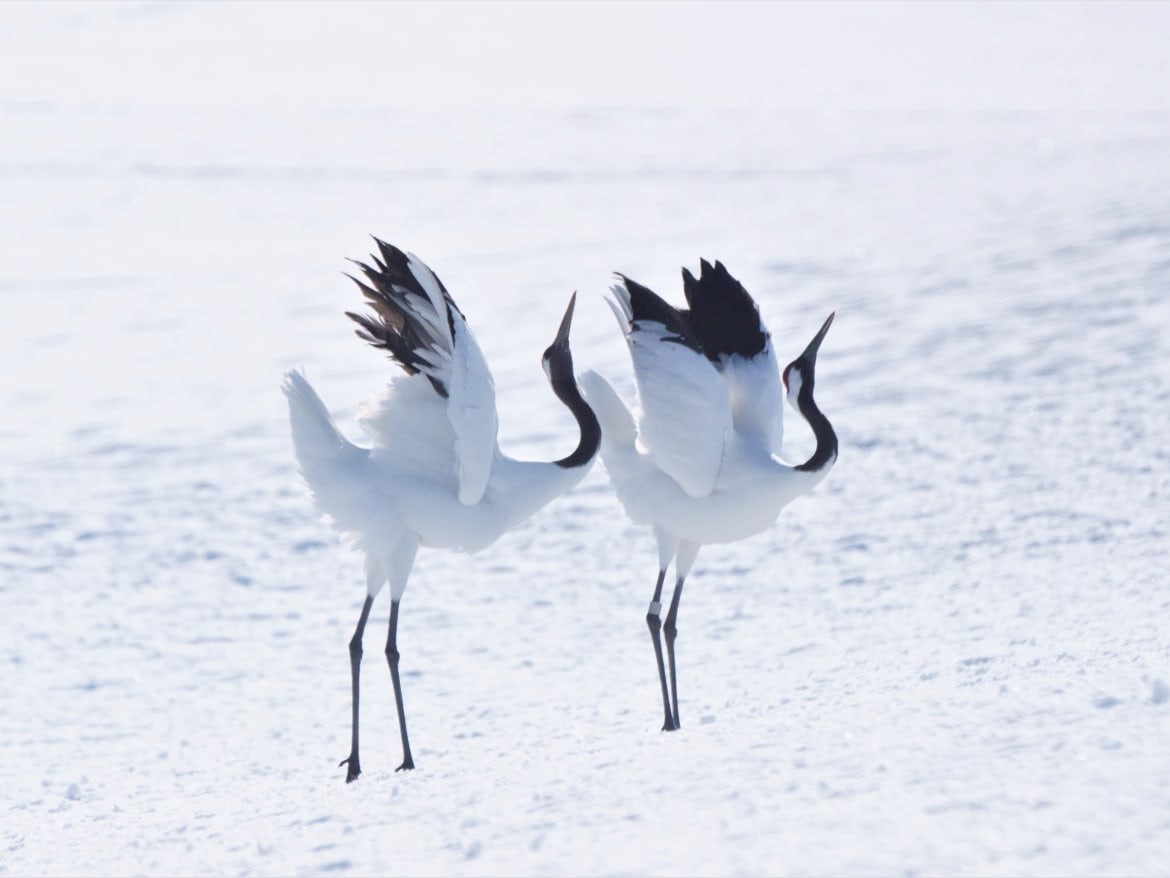 Explore Diverse Ecosystems | Travel Japan (Japan National Tourism ...