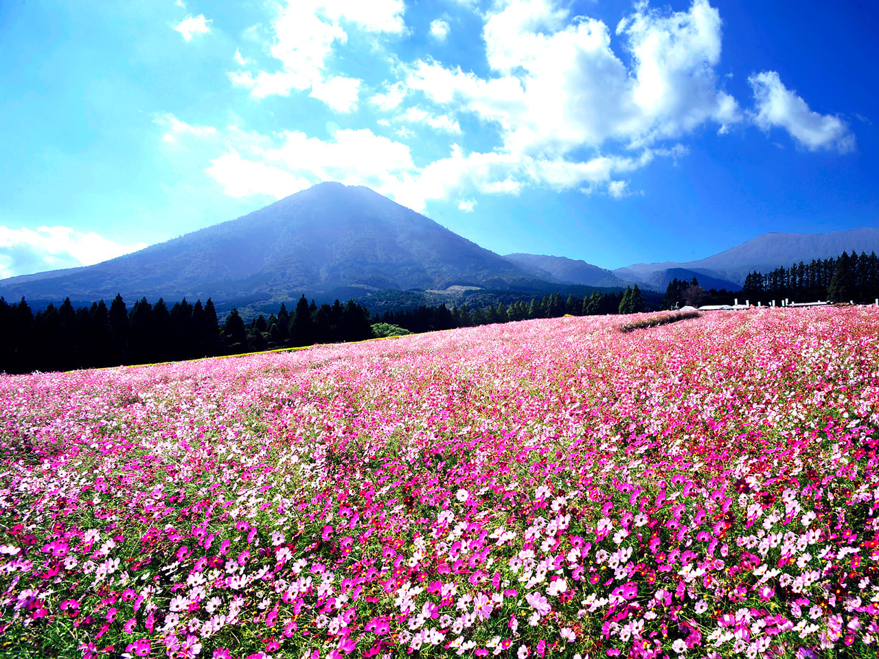 Must-Visit Flower Gardens in Japan