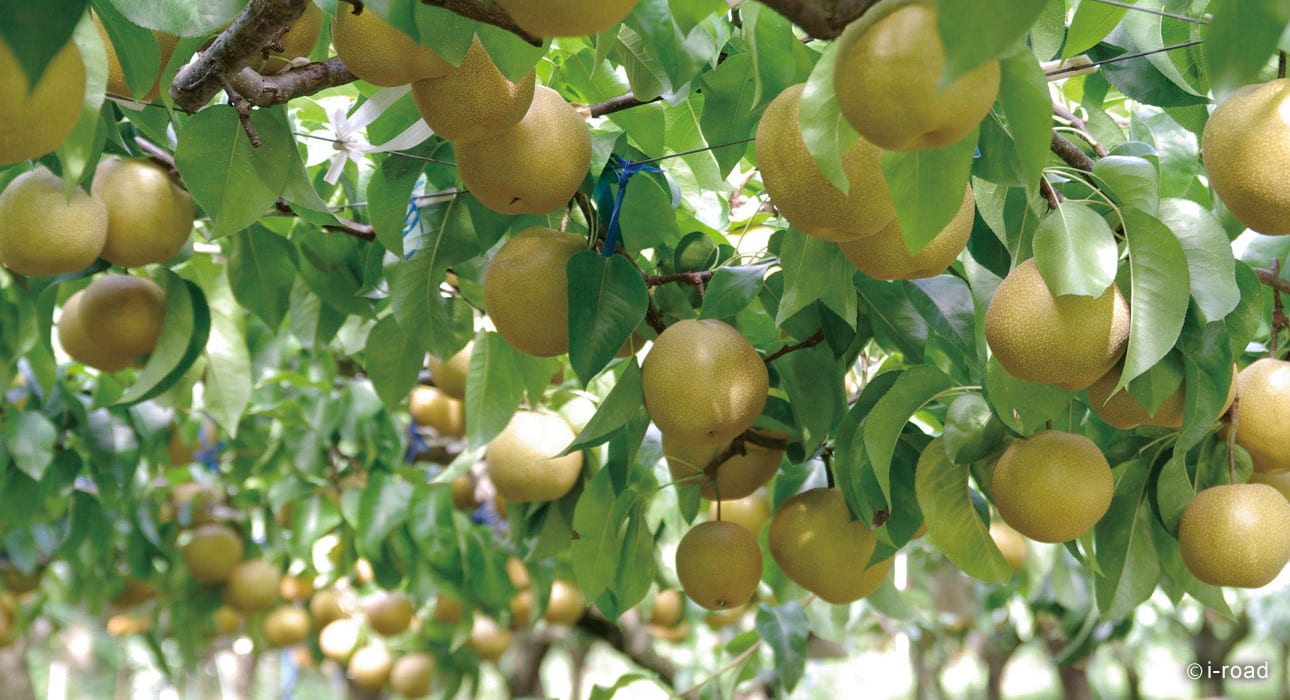 Taste Japan's autumn from branches heavy with fruit