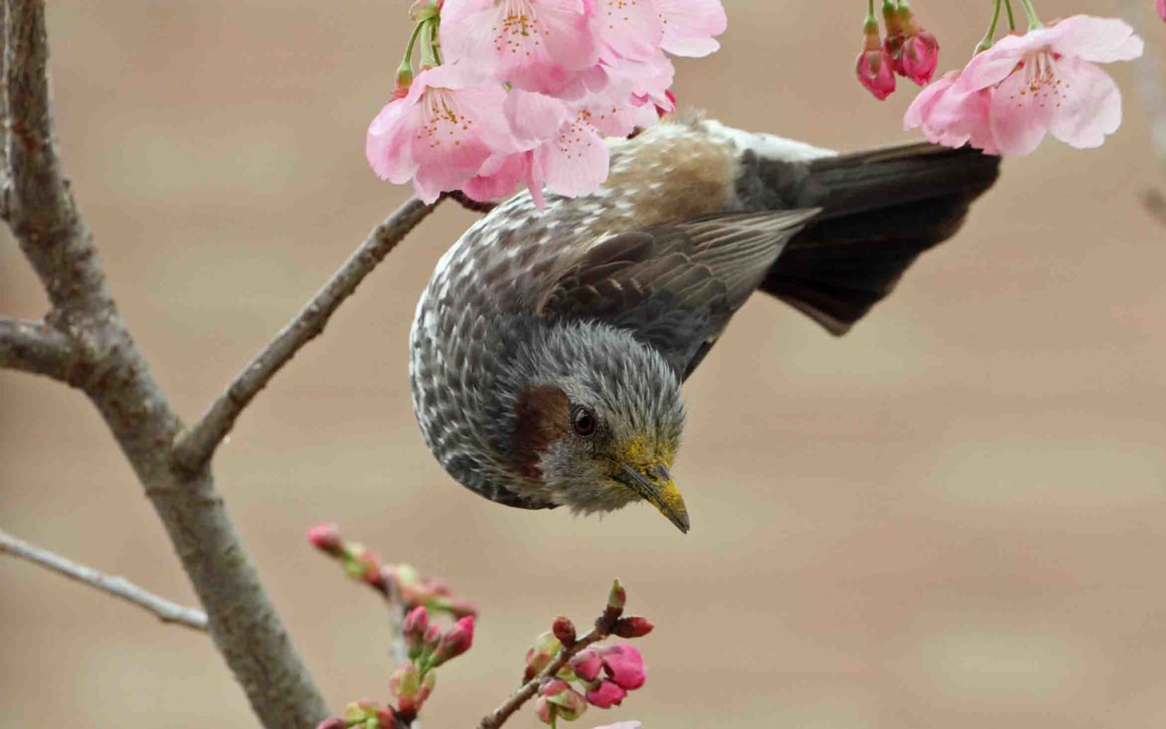 Guide to Birdwatching in Japan’s National Parks | National Parks of Japan