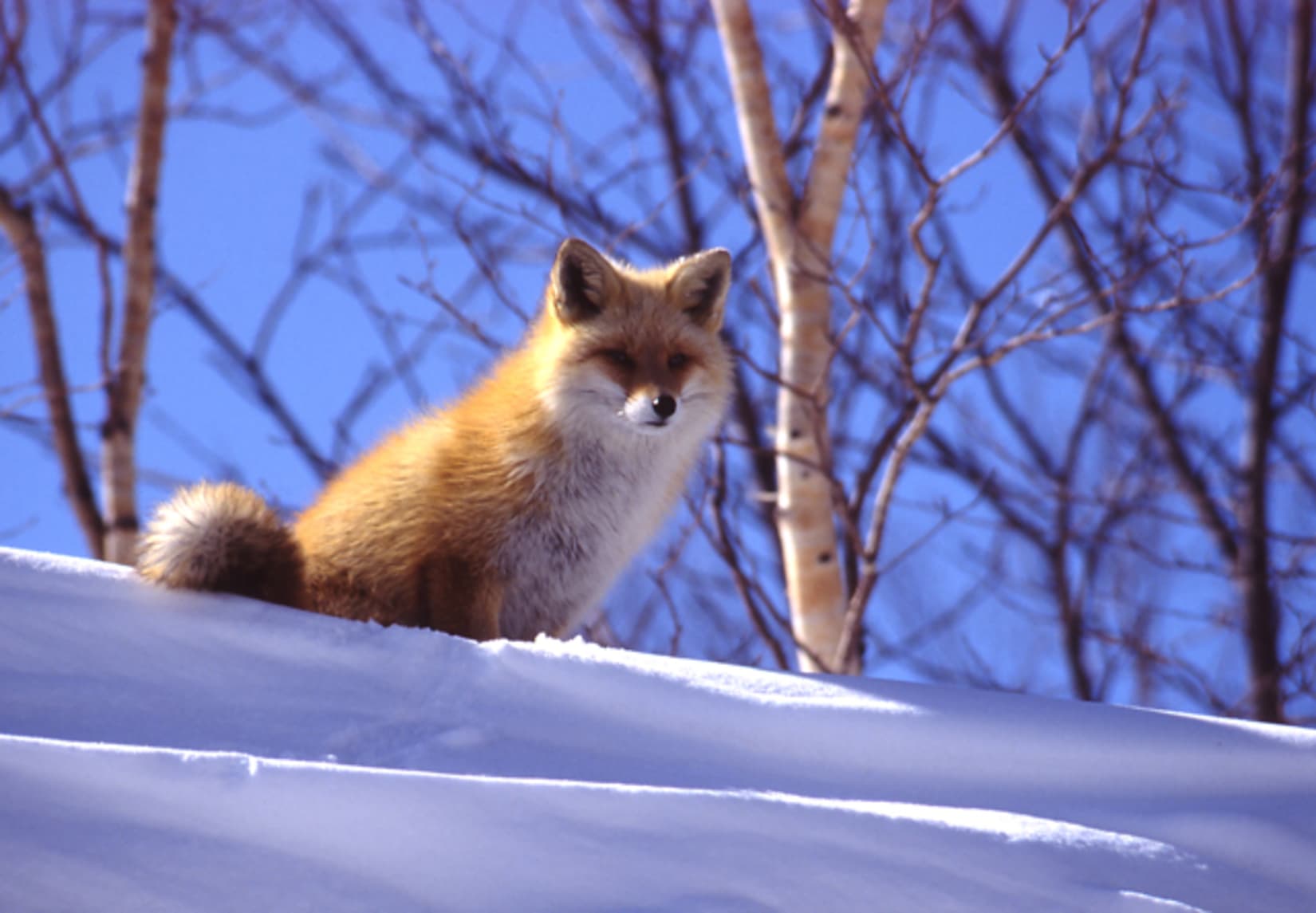 Plants & Animals | Shikotsu-Toya | National Parks of Japan