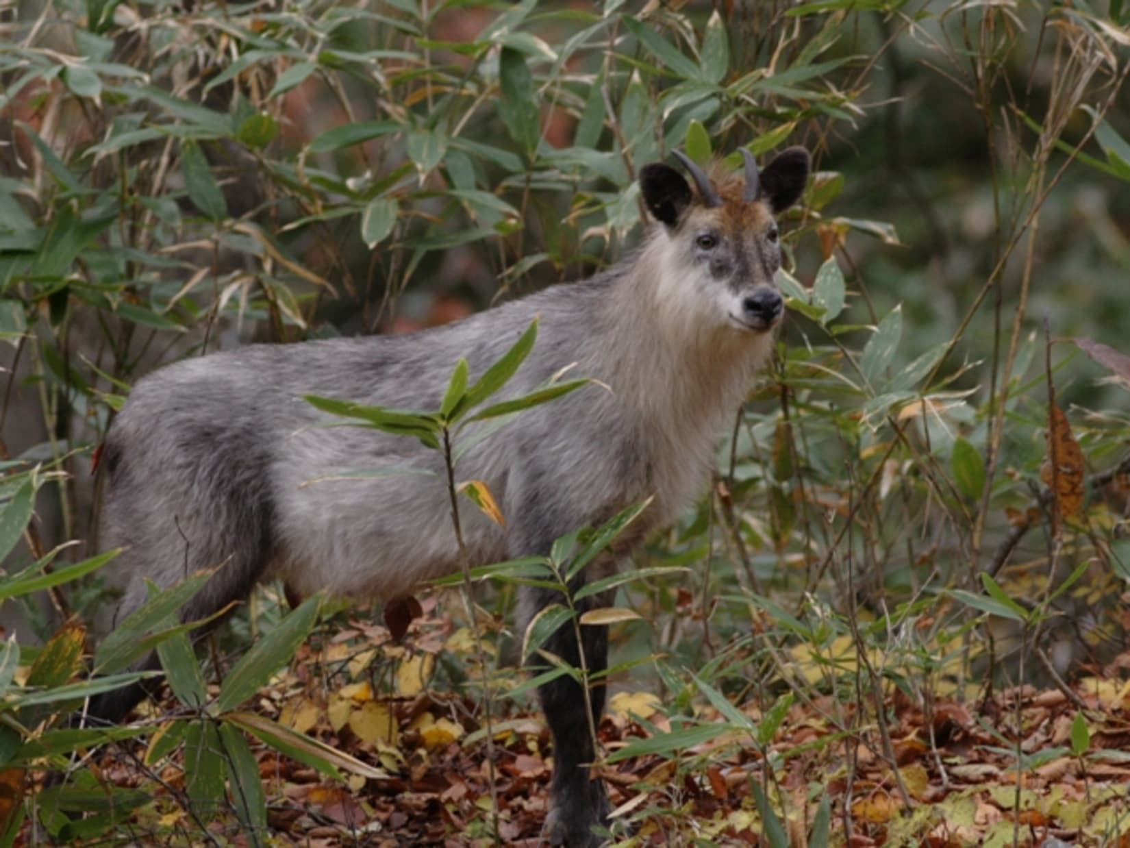 Plants & Animals | Towada-Hachimantai | National Parks of Japan
