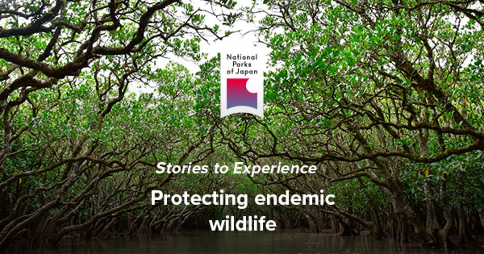 Meet a Ranger Amamigunto | National Parks of Japan