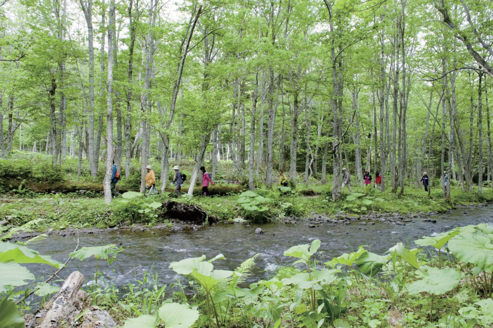 Forest Fragrance Therapy: Perfumed Distilled Water Workshop | National ...
