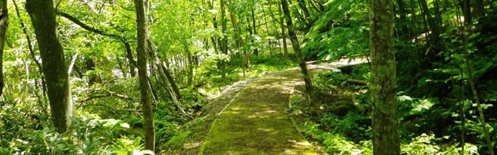 Shin-Kashi Nature Trail | National Parks of Japan