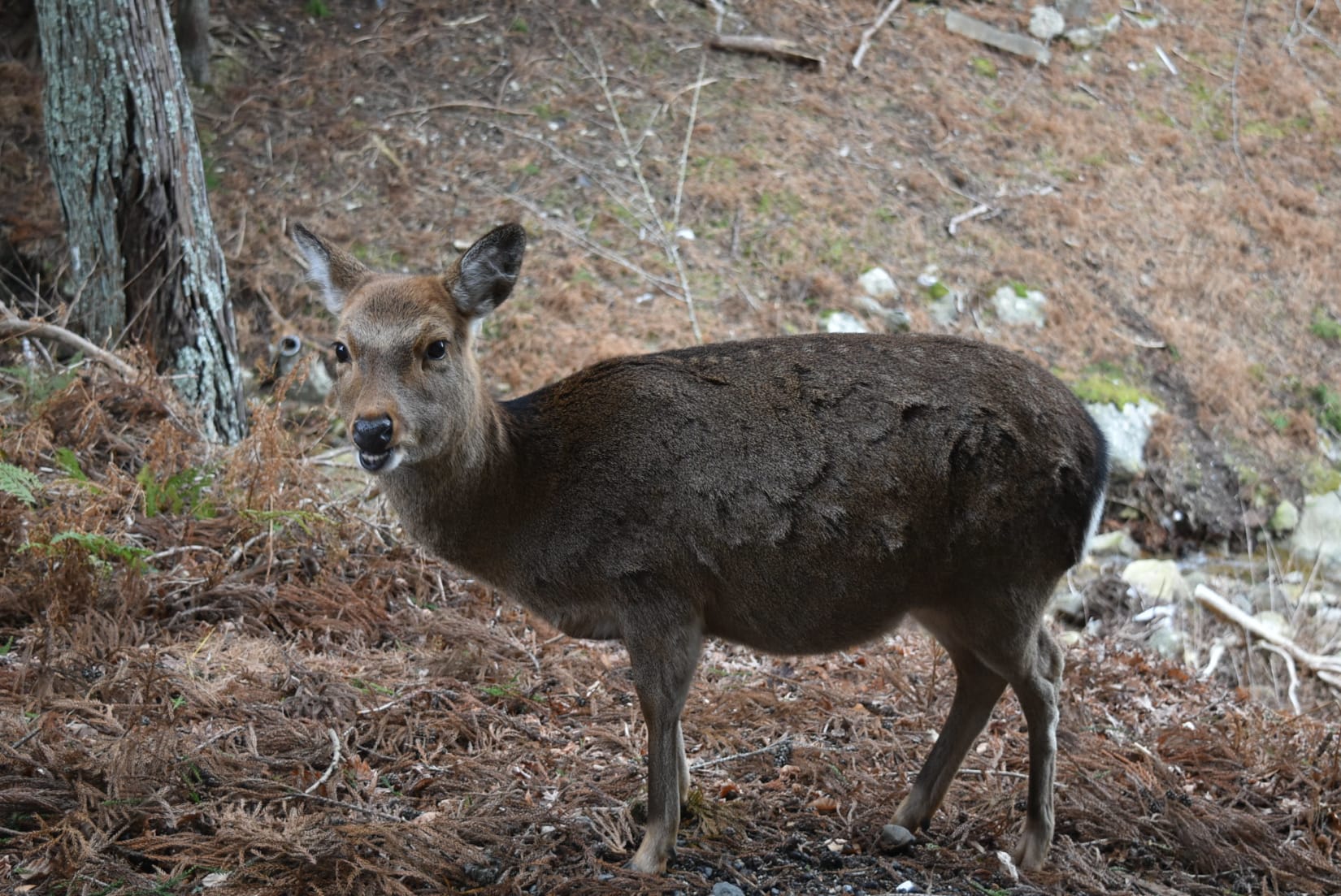 Plants & Animals | Sanriku Fukko | National Parks of Japan