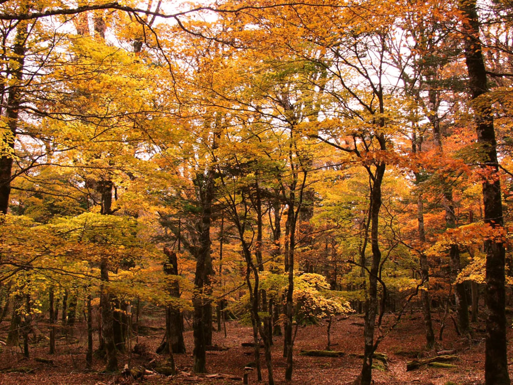 Trek Nishi-Odai’s Restricted-Access Primeval Forest | National Parks of ...