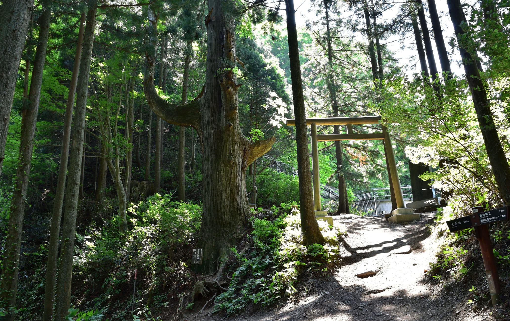 Mt. Mitake | Tokyo | Japan Hiking & Trekking | JNTO