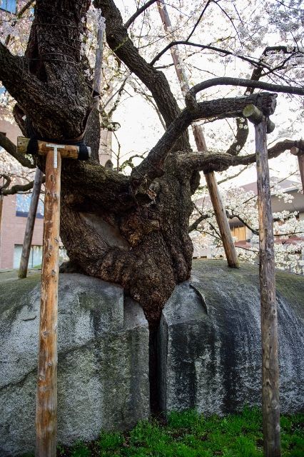 The rock splitting cherry tree