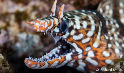 Hachijojima | The Ultimate Guide | Japan Diving | JNTO