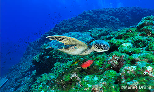 Tokyo | The Ultimate Guide | Japan Diving | JNTO