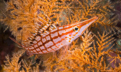 Wakayama/Mie | The Ultimate Guide | Japan Diving | JNTO