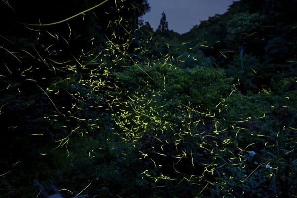 On the Glow: 9 Firefly Viewing Spots in Japan | Blog | Travel Japan ...