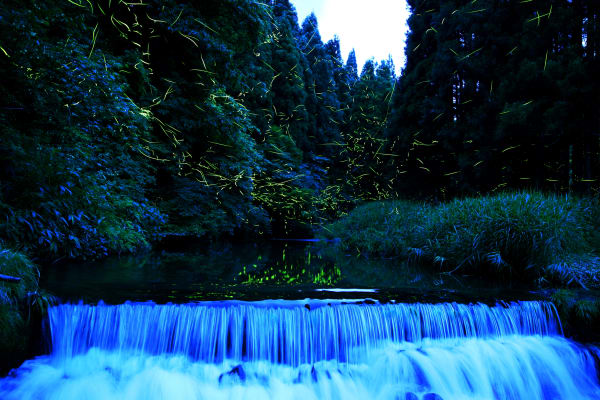 The Fireflies of Fukumaki