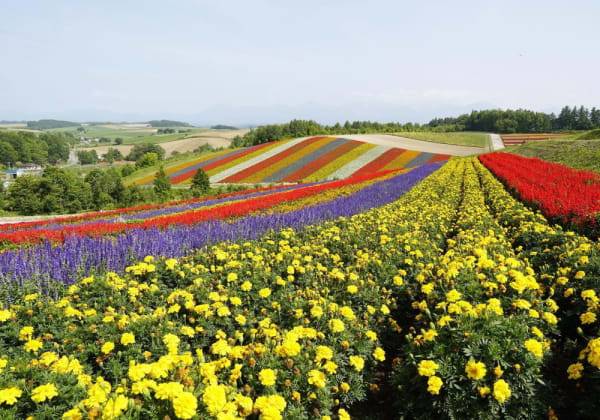 The local tourists' favourite: A closer look into Furano in Hokkaido ...