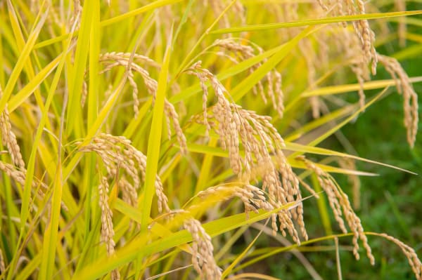 The rich rice culture of Japan