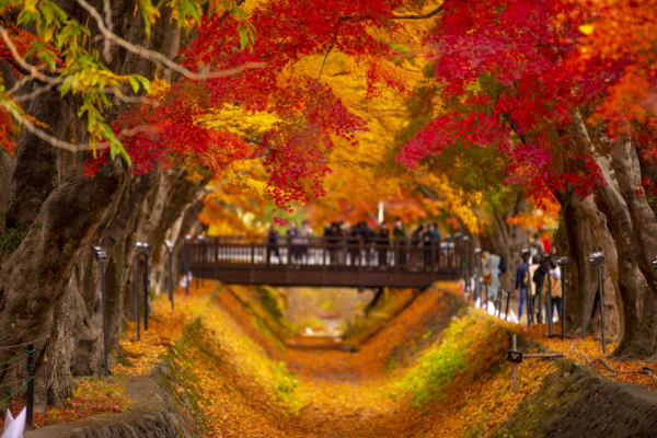 Chasing colours: Autumn leaves on a budget | Blog | Travel Japan (Japan ...