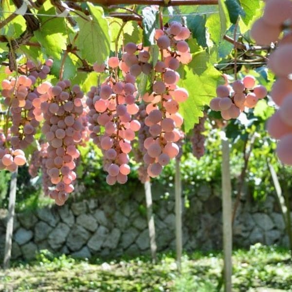 Traditionsreiche Winzer in Japan: Ein Besuch in der Präfektur Yamanashi