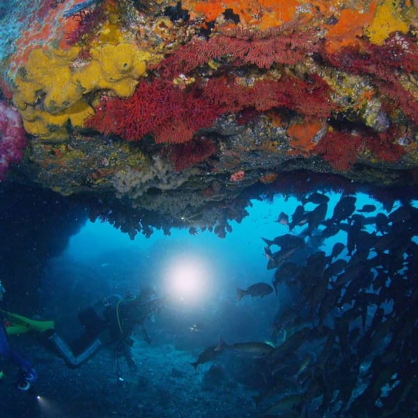 Tokyo | Where to Dive | Japan Diving | JNTO