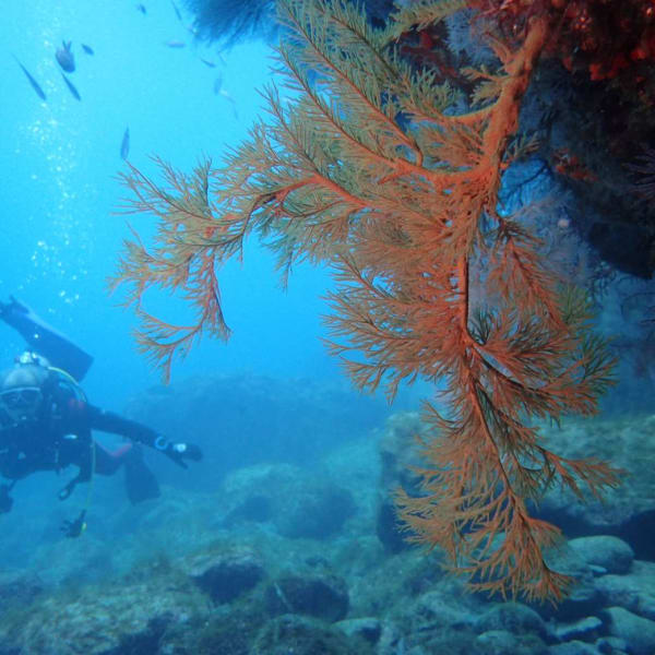 Kyoto | Where to Dive | Japan Diving | JNTO