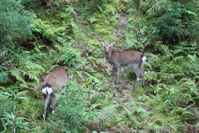 3 Days in Yakushima - Japan National Tourism Organization