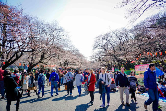 Where to experience Hanami in Japan? | Travel Japan | JNTO