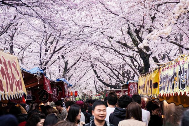 Where to experience Hanami in Japan? | Travel Japan | JNTO