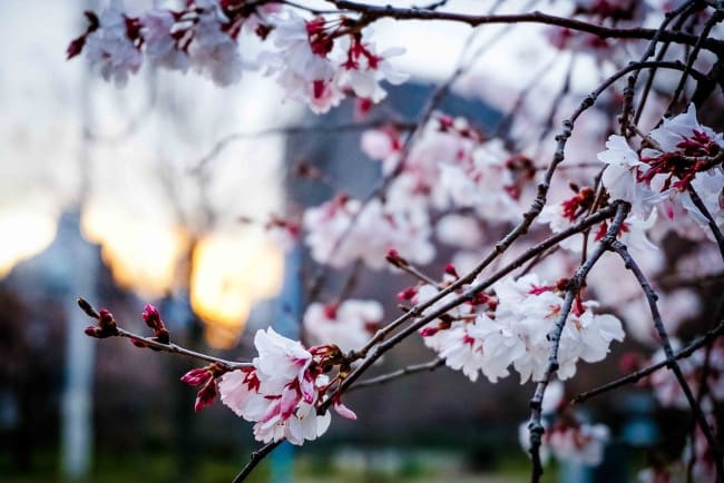 Where to experience Hanami in Japan? | Travel Japan | JNTO